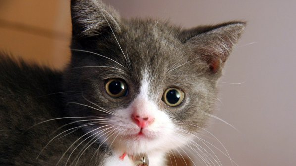 Домашно коте спаси семейство от сигурна смърт! - DUNAVMOST.com