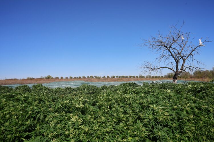 Полицаи откриха марихуана за над 7 милиона лева - DUNAVMOST.com